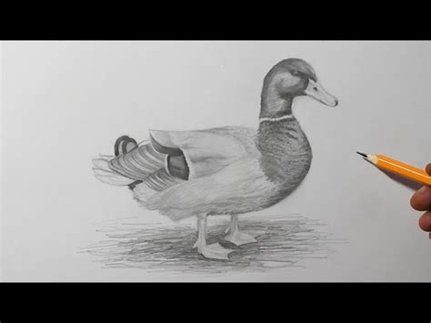 How To Draw Realistic Duck