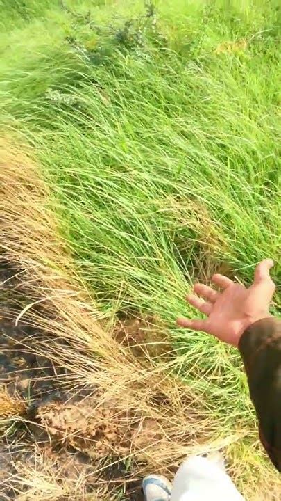 Hath Katne Wali Grass Dailyvlog Ytshorts Hindivlog Hindi Desi