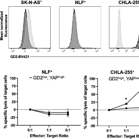Yap Expression Is High In Neuroblastoma Cell Lines That Are Resistant