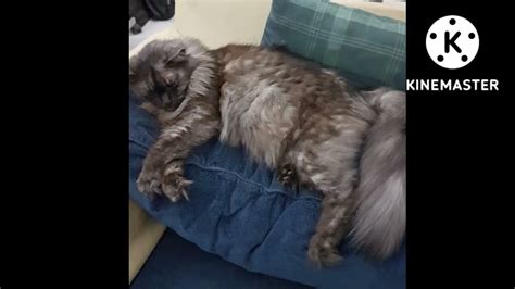 Lazy Tom Youtube