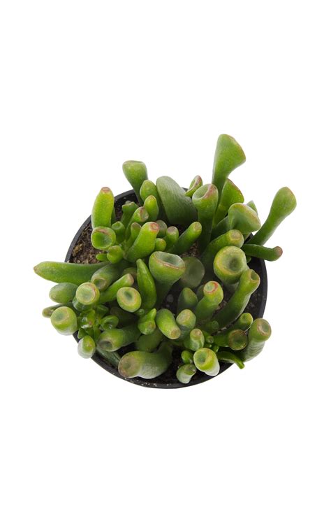 Crassula Ovata ‘gollum Altman Plants
