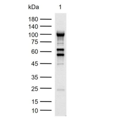 Ka M Bio