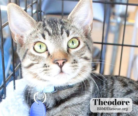 Theodore Is A Tabby Male Kitten With Spotted Leopard Like Markings