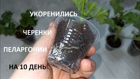 Корни у черенков Пеларгонии выросли на 10 день ЧЕРЕНКИ ПЕЛАРГОНИИ