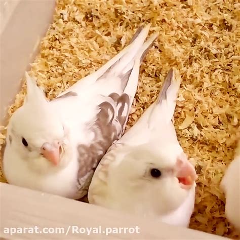 عروس هلندی آلبینو دوکت