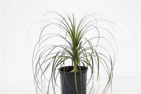 Alpha Botanical Ponytail Palm Plant Care Profile