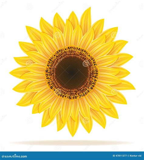 Sunflower Vector Illustration Isolated On White Background