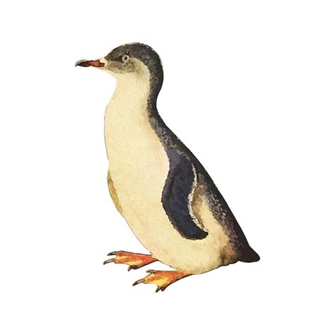 Premium Vector Penguin Watercolor Vector Illustration