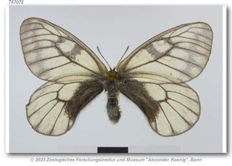Parnassius C Citrinarius Motschulsky 1866