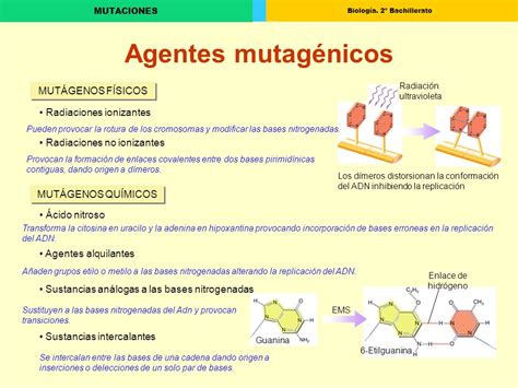 Mutaciones Y Evolucion 2 Bachillerato Biología Y Ciencias De La
