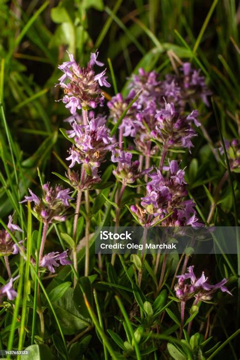 허브 흉선 Serpyllum 브레클랜드 백리향의 매크로 사진 브레클랜드 야생 백리향 크리핑 백리향 또는 엘핀 백리향 꽃이 가까이에 있습니다 자연 의학 서식지에서 요리 재료와