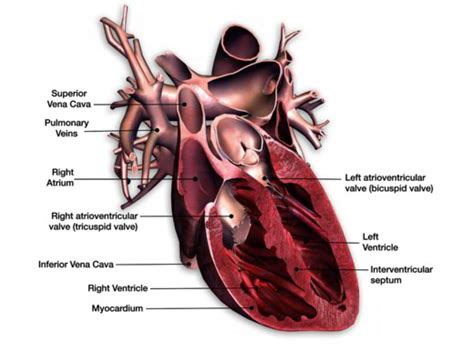 Cosè lo scompenso cardiaco