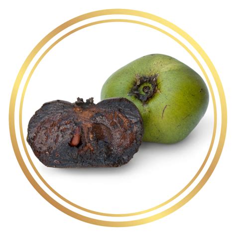 Black Sapote Chocolate Pudding Fruit Tree Perth Wa