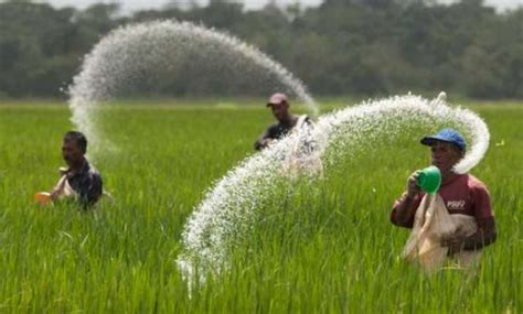 Farmers Will Not Face Urea Shortage Harsimrat Kaur National News
