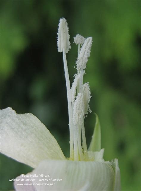 Ipomoea Variabilis Fotos