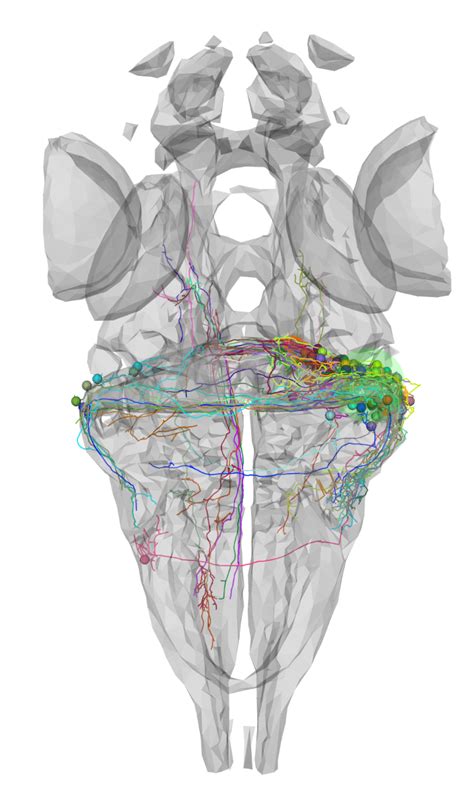 Three Js Converting From Canvasrenderer To Webglrenderer Stack Overflow