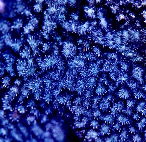 Fun Quiz Can You Id Sps By Its Polyps Reef2reef