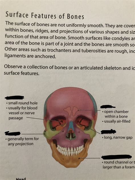 Surface Features Of Bones Diagram Quizlet
