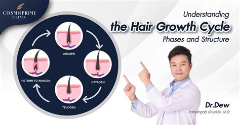 Understanding The Hair Growth Cycle Phases And Structure Cosmo Hair