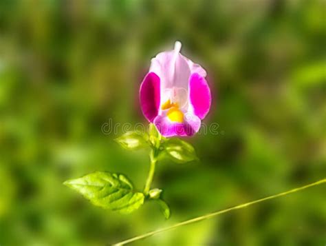 Torenia Fournieri Flores Son Las Plantas Imagen De Archivo Imagen De