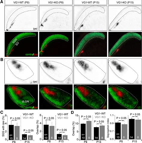 Figure 1 From Retinal Wave Patterns Are Governed By Mutual Excitation