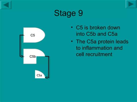 How Complement System Works Lectin Pathway PPT Blood Disorders Diseases And Conditions