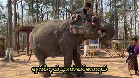 ခြေထောက်ဖြ တ်လိုက်ရပေမယ့်သူကြိုးစားပြီးအသက်ရှင်နေတဲ့ဆင်လေး Youtube