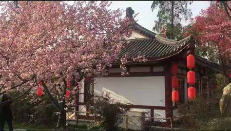 武汉东湖樱花节开幕 武大赏樱预计20日开启网上预约 旅游资讯 看看旅游网 我想去旅游 旅游攻略 旅游计划