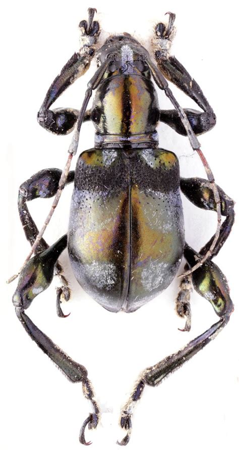 Cerambycidae Genus Thumbnails