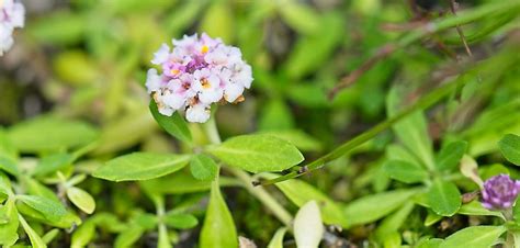 Phyla Nodiflora Oceanside Garden
