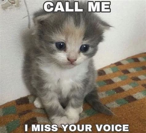 Funny Kitten Meme Call Me I Miss Your Voice