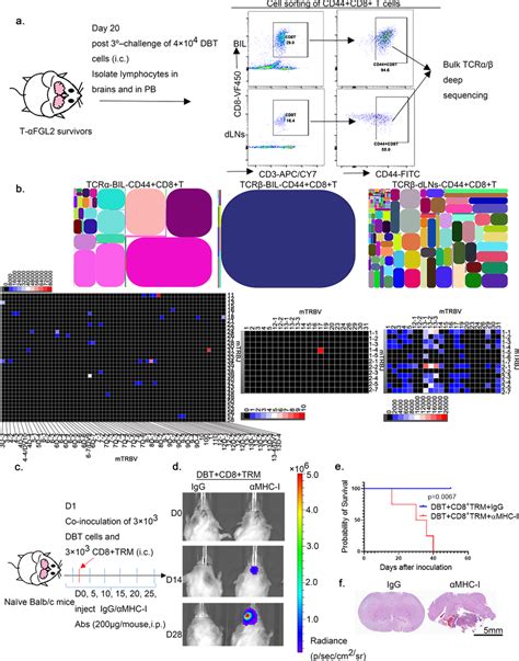 Trm Cells Showed The Presence And Expansion Of Unique T Cell Clones A