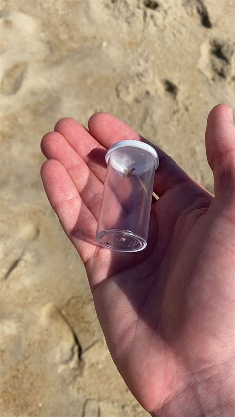 Pheidole Sp Queens On The Beach R Antkeeping