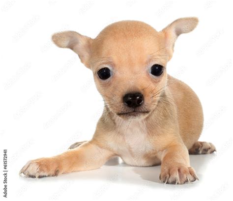 Tan Chihuahua Puppy