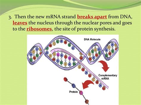 PPT DNA Replication RNA Protein Synthesis PowerPoint Presentation ID