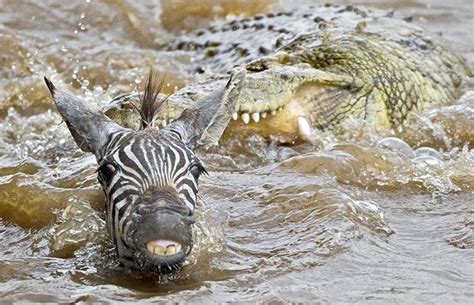 A Wildebeest And A Zebra Escape From A Crocodile In The Masai Mara