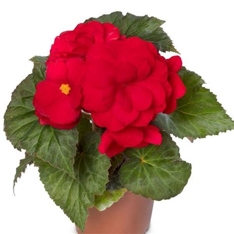 1 000 Pelleted Seeds Begonia Limitless Dark Red Buy Bulk Seeds