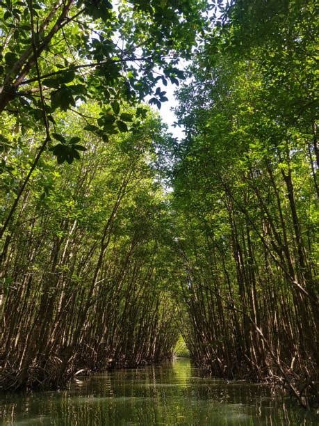 53 500 Hutan Bakau Foto Foto Foto Stok Potret And Gambar Bebas Royalti Istock