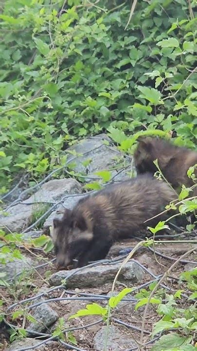 정체를 드러낸 들짐승 ㄷㄷ 살려주세요 Youtube