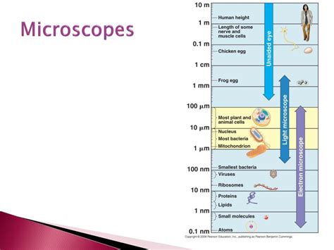 Ppt Cell Structure Motility And Junctions Powerpoint Presentation