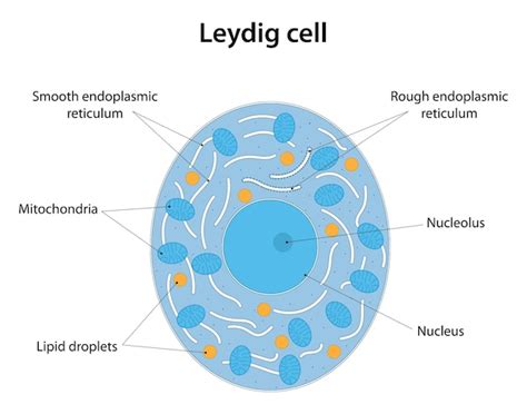 Premium Vector Leydig Cell The Cell Of The Testes That Produce Testosterone Labelled Diagram