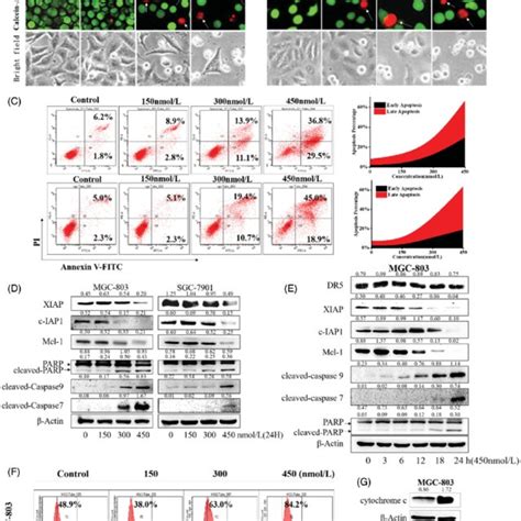 Compound 9i Induced Apoptosis In Mgc 803 And Sgc 7901 Cells Density