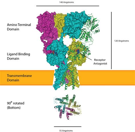 Ligand Gated Ion Channel Wiki Everipedia