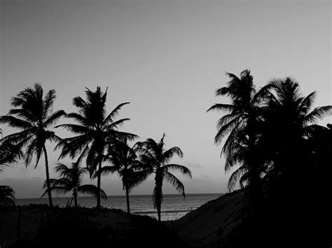 Premium Photo Silhouette Palm Trees On Beach Against Clear Sky