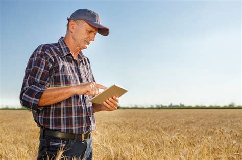 현장에서 디지털 태블릿을 사용하는 동안 모자를 착용 하는 농부 60 64세에 대한 스톡 사진 및 기타 이미지 60 64세 검사 보기 경작지 Istock