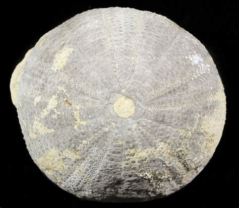 195 Jurassic Fossil Echinoid Eucosmus Garsif Morocco 46385