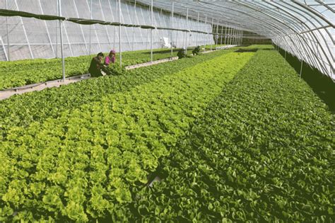 致敬奋斗者澎湃动力大空间长安跨越王X7助推贺师傅果蔬致富一路领鲜 第一商用车网 cvworld cn