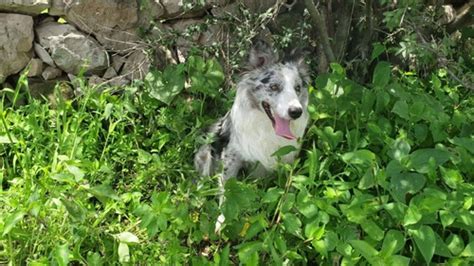 Border Collie Machos 750000 En Mercado Libre