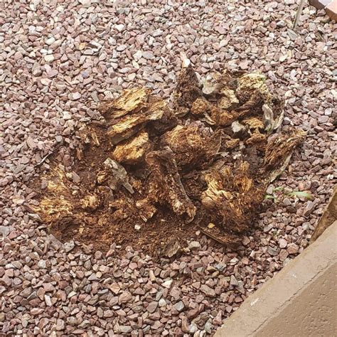 Rooting Out The Problem The Best Tree Stump Killers Tried And Tested