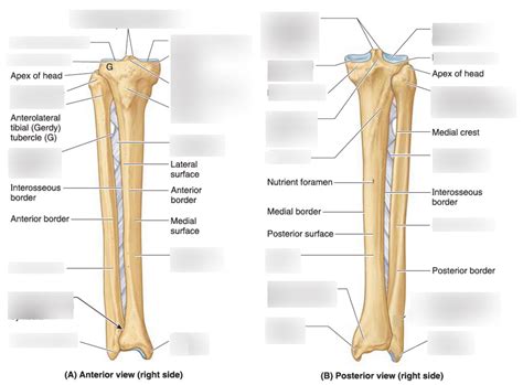 Diagram Of Tibia And Fibula Quizlet